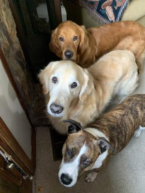 Pet Sitting Rates: Overnight and In-Home | 2024 Prices (average)