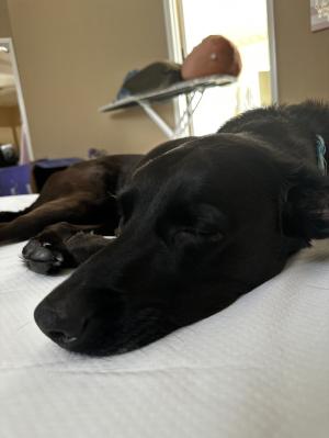 Pet Sitting Rates: Overnight and In-Home | 2024 Prices (average)